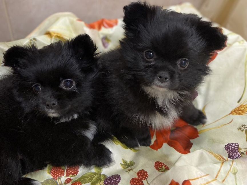 Щенки шпица