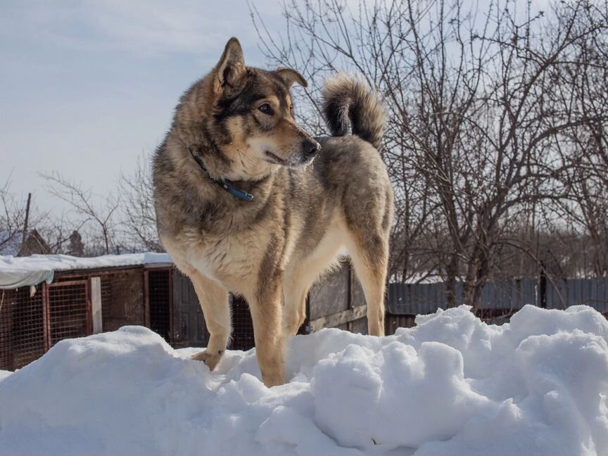 Собака стерилизованная
