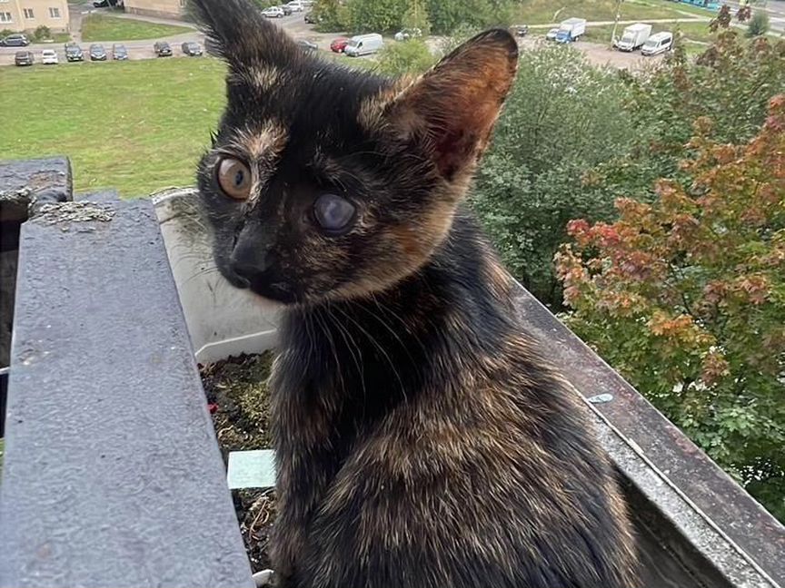 Кошка срочно ищет дом