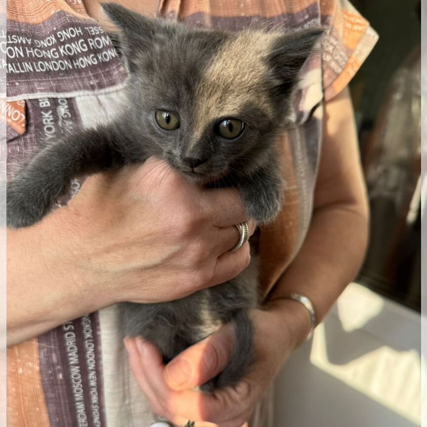 Котёнок в добрые руки