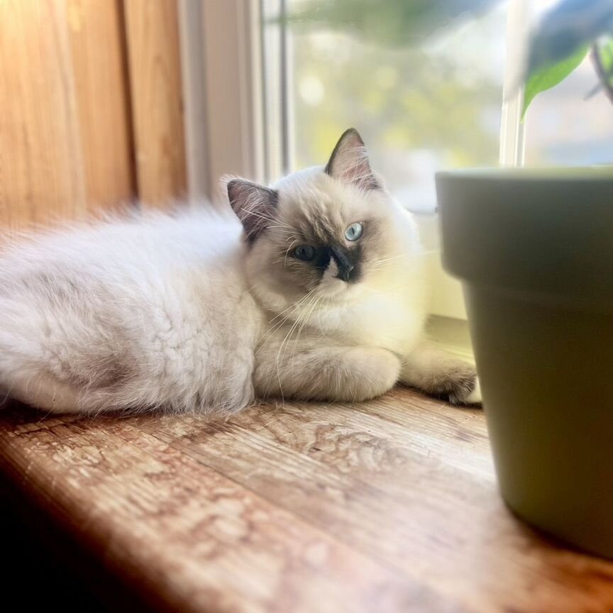 Кошечка рэгдолл