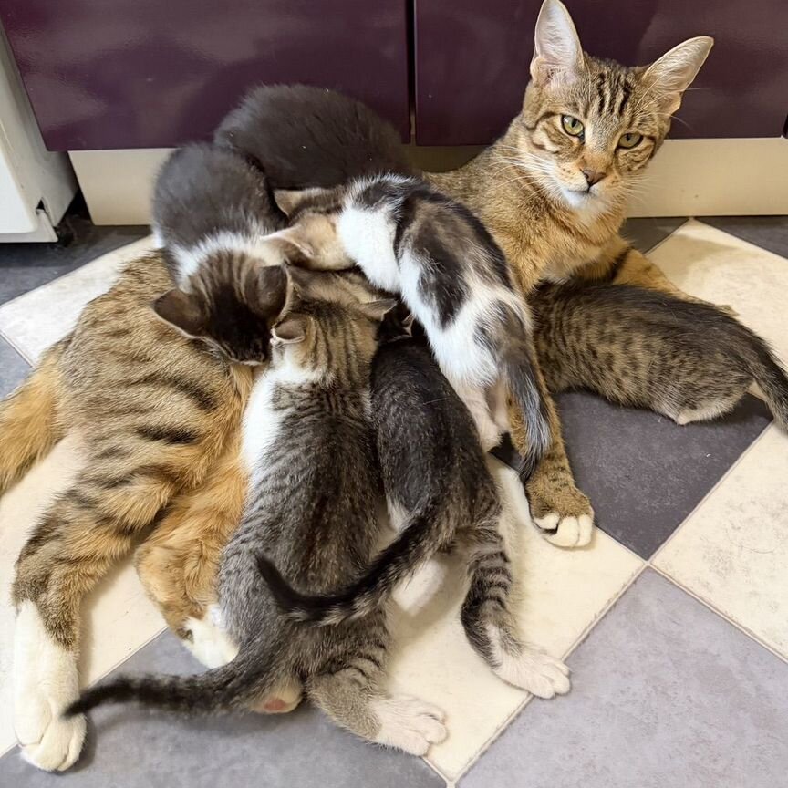 Серенгети котёнок