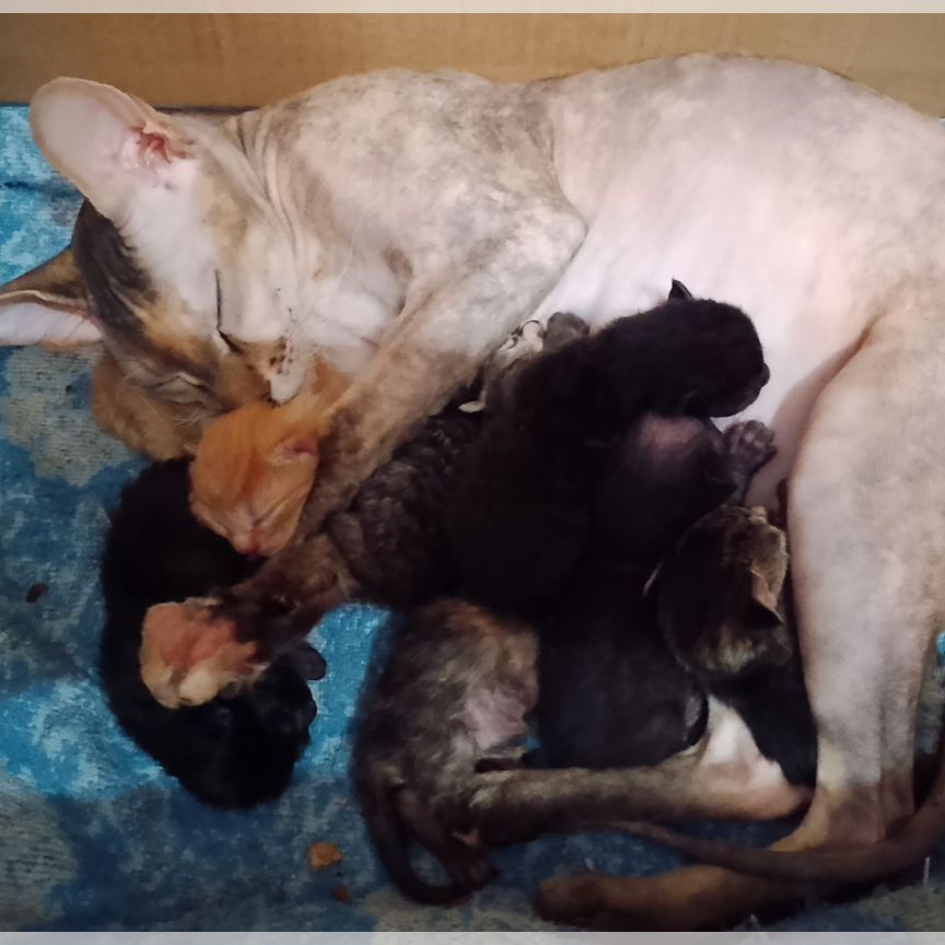 Канадский сфинкс котёнок