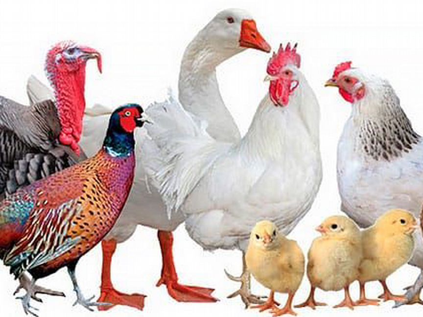 Инкубационное яйцо сельскохозяйственной птицы