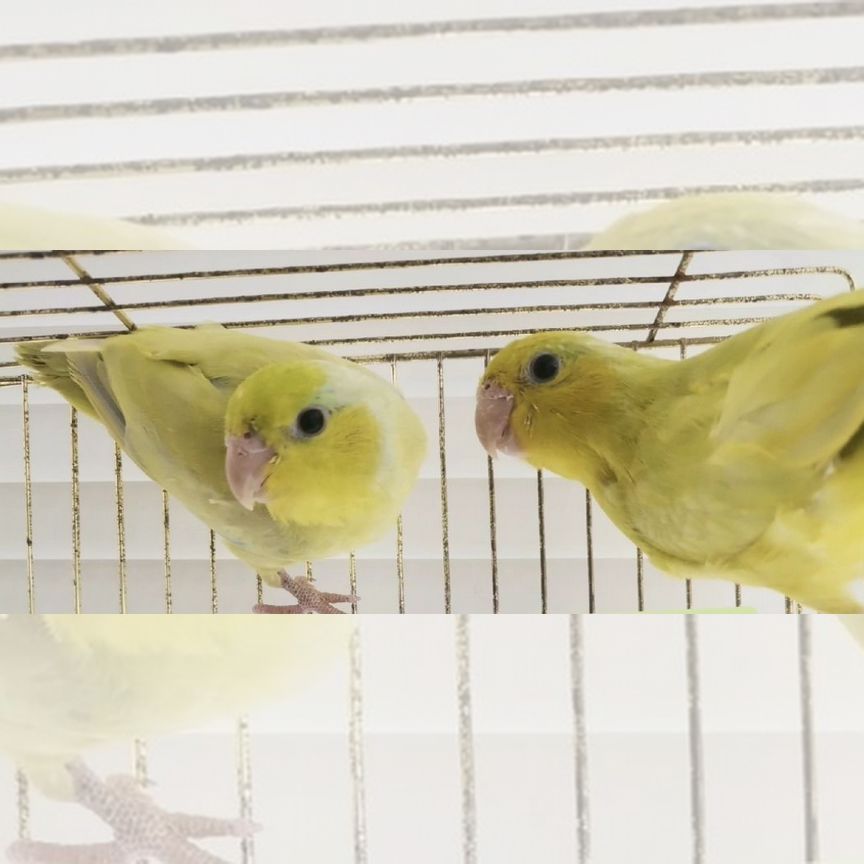 Воробьинные попугаи