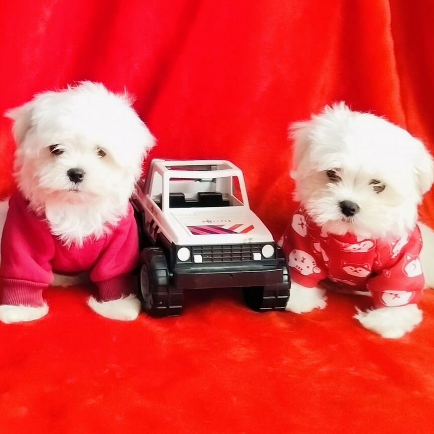 Мальтийская болонка, щенок