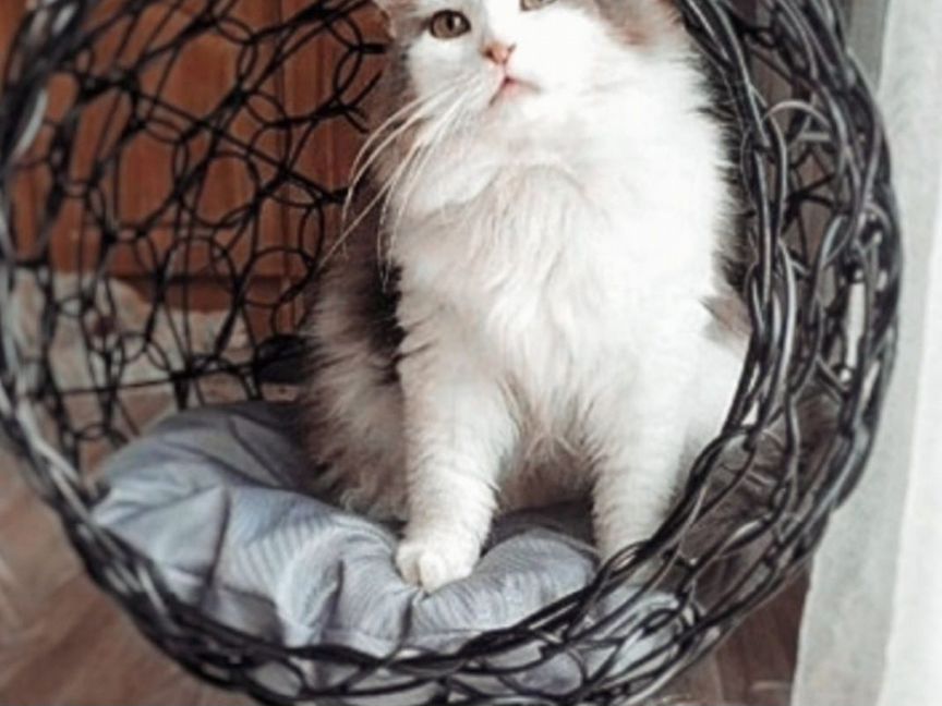 Котик Захар в добрые руки