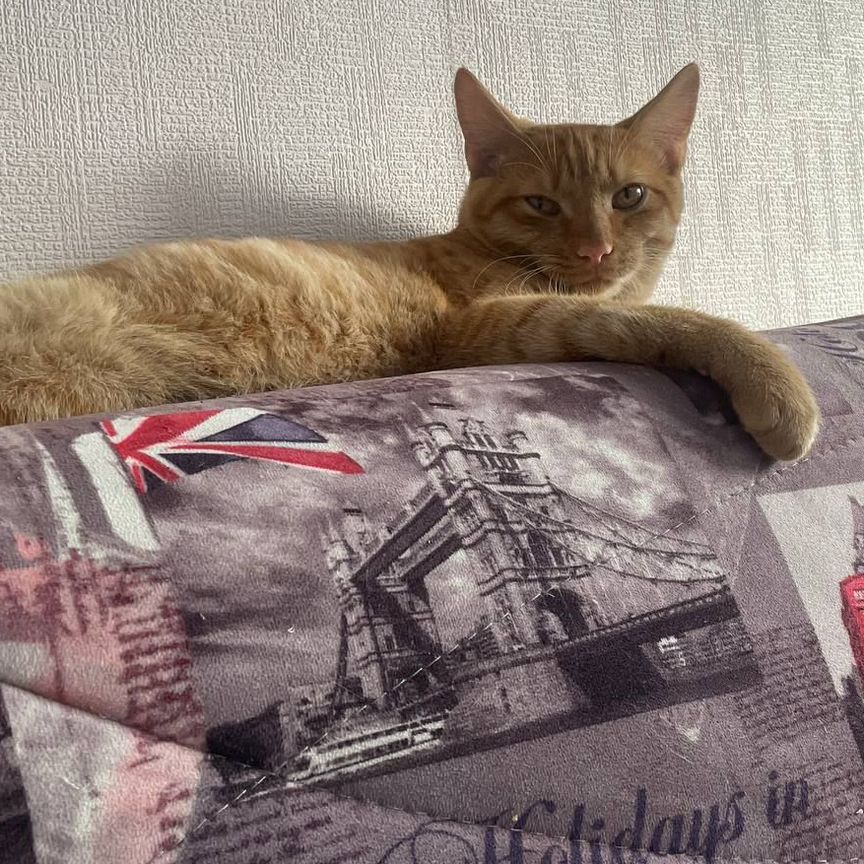 Взрослый кот в добрые руки