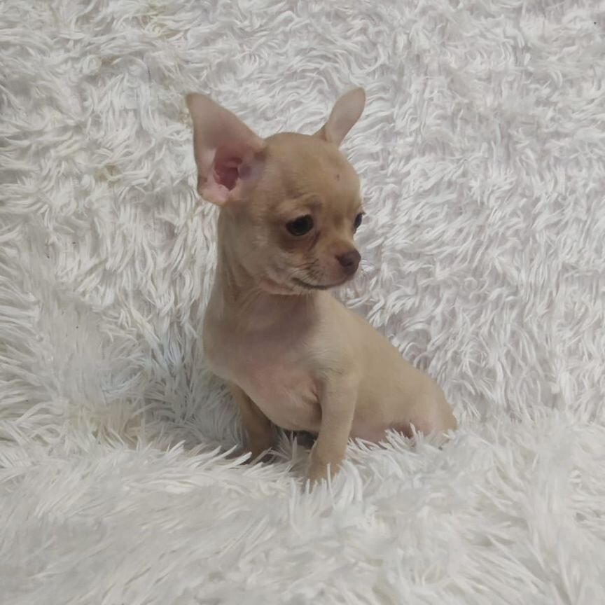 Девочка чихуахуа стандарт