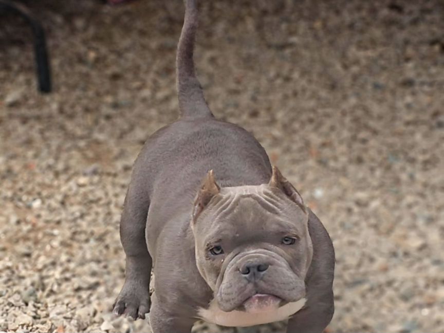 Американский булли микро