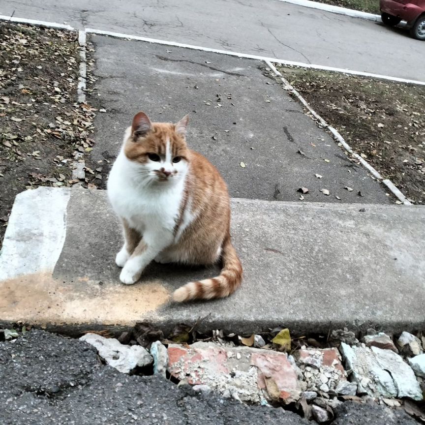 Кошки в добрые руки бесплатно