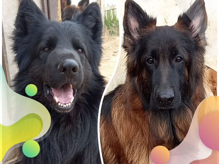 Резерв щенков немецкой овчарки