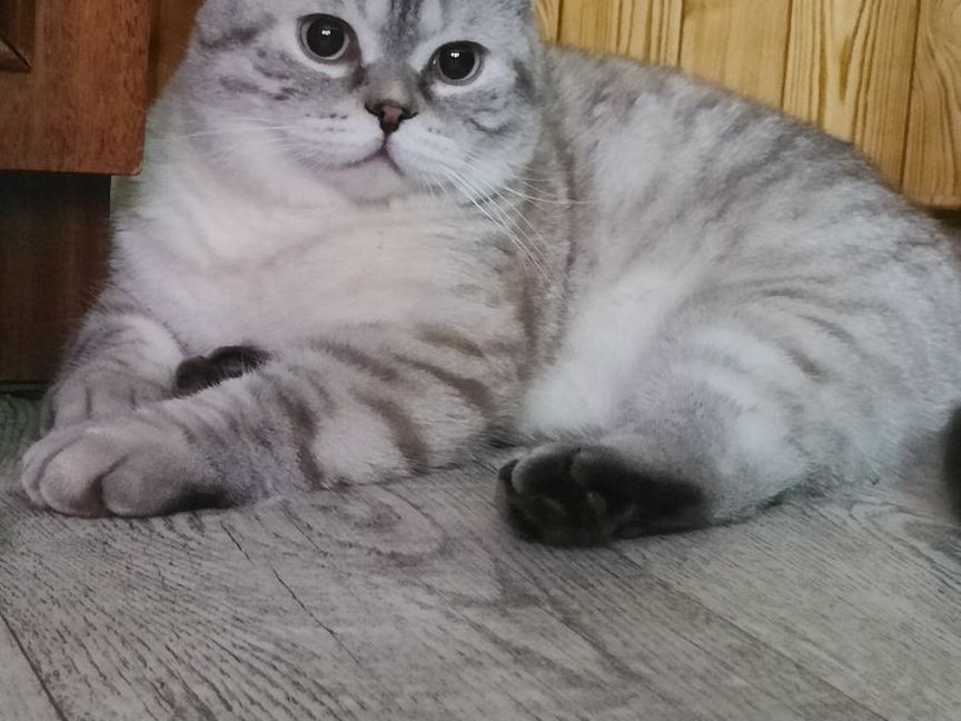 Шотландский кот