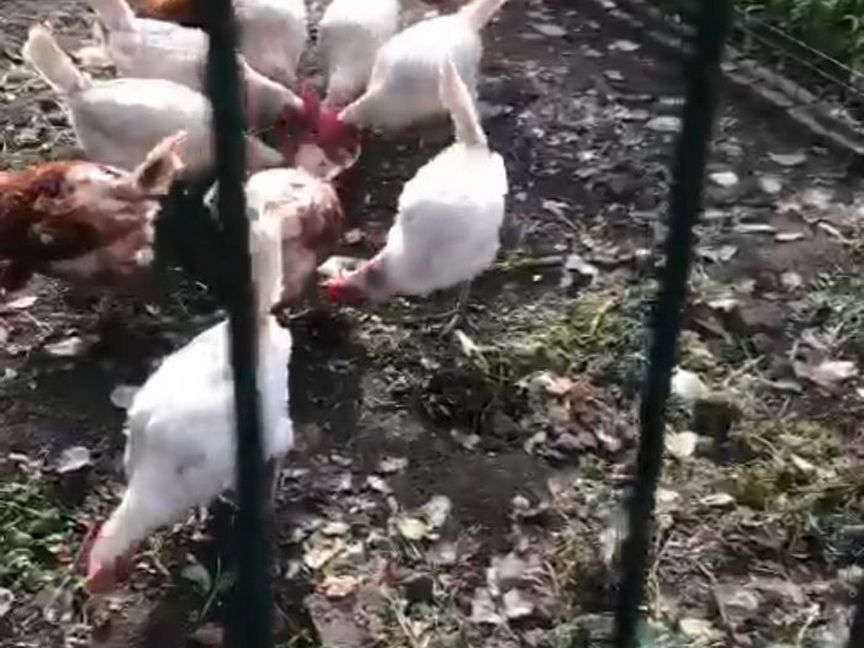 Куры несушки