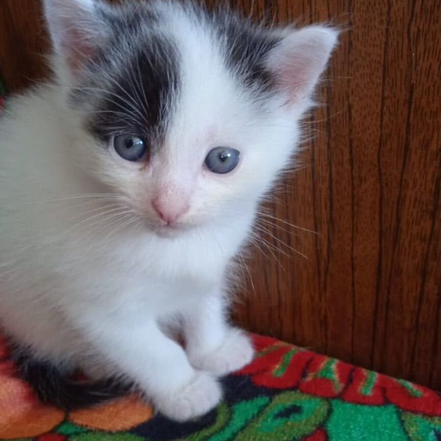 Котик