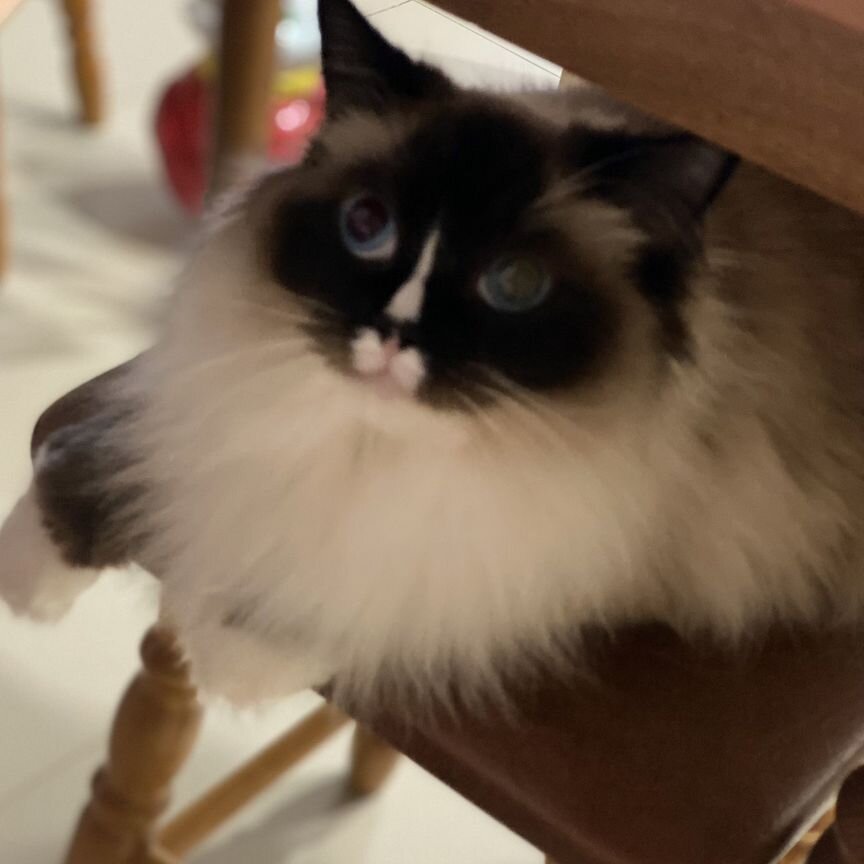 Невская маскарадная, взрослая кошка