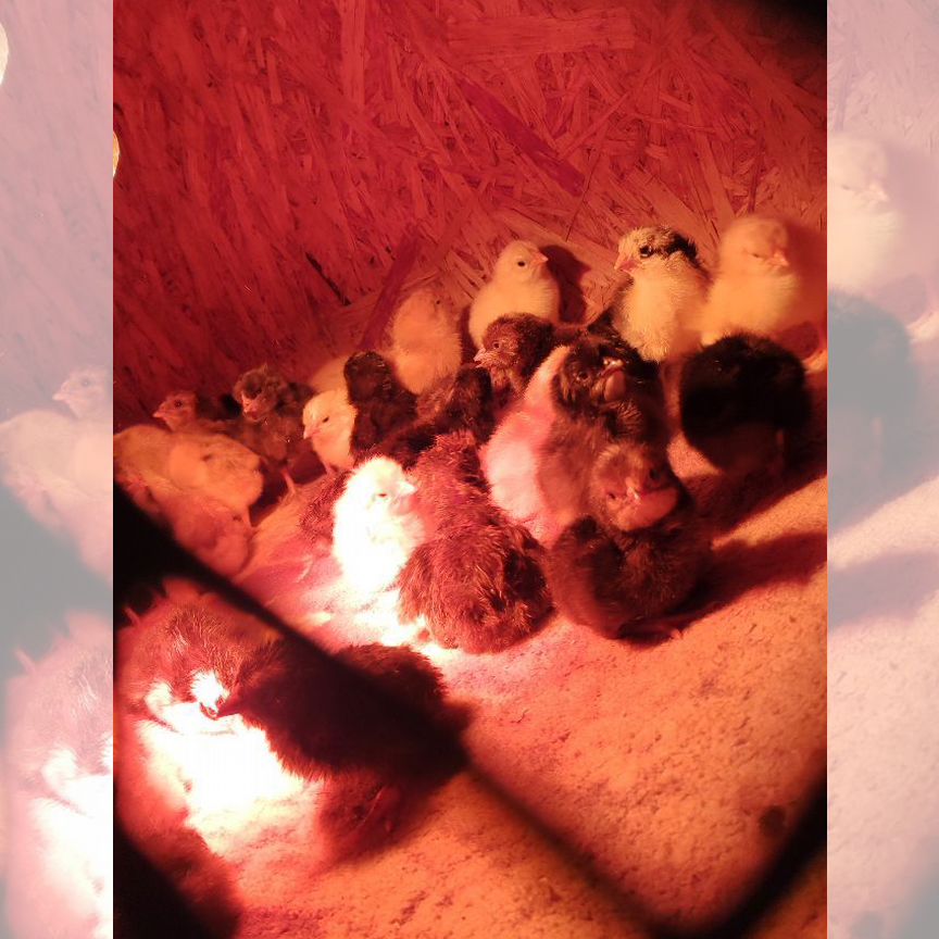 Цыплята кур несушек