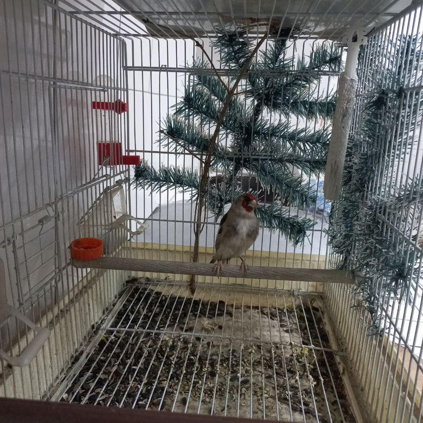 Щегол седоголовый
