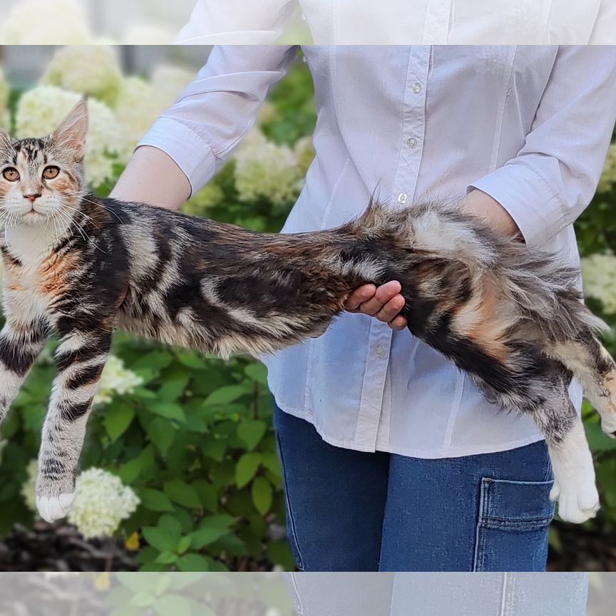 Котенок мейн-кун