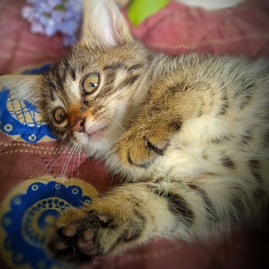 Котенок в добрые руки