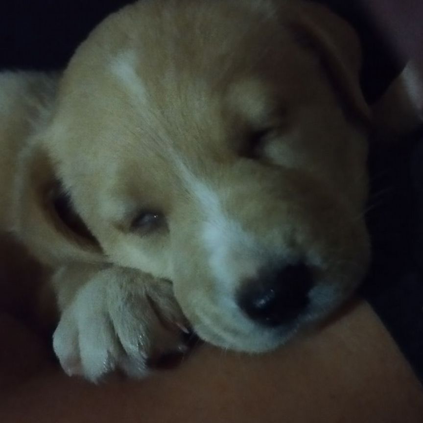 Щенок в добрые руки