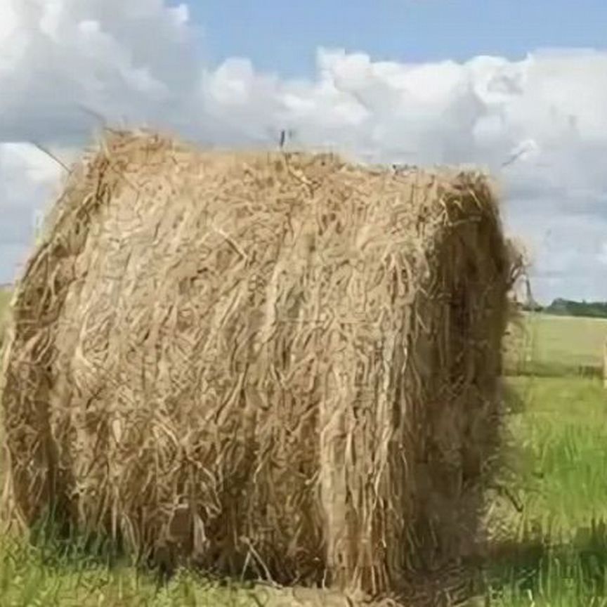 Сено в тюках