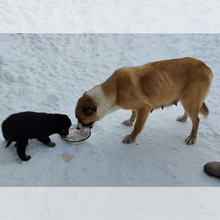 Щенки