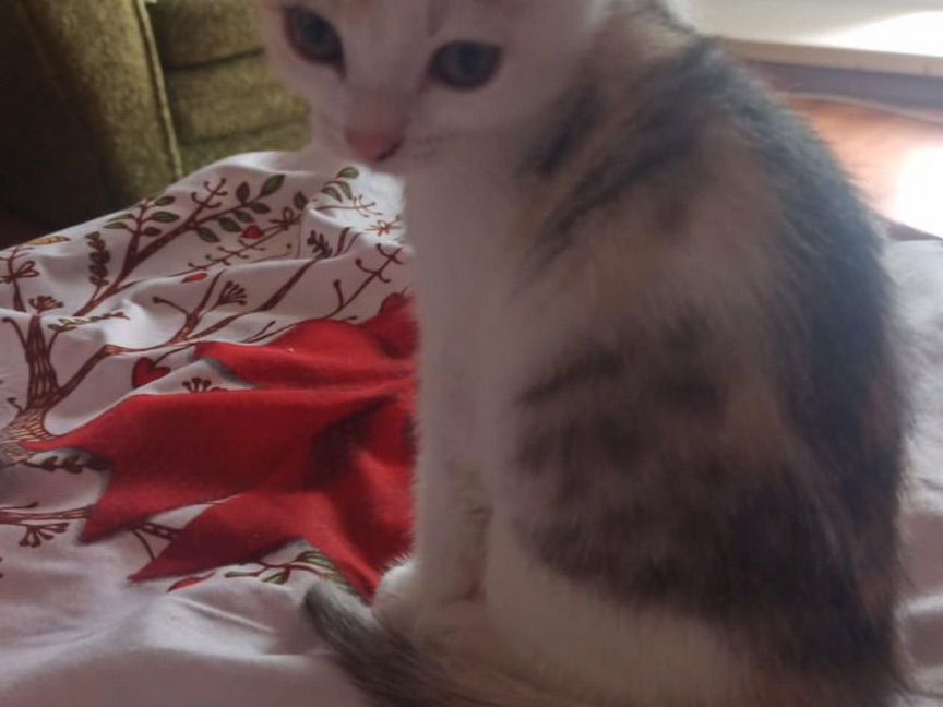 От дам в добрые руки