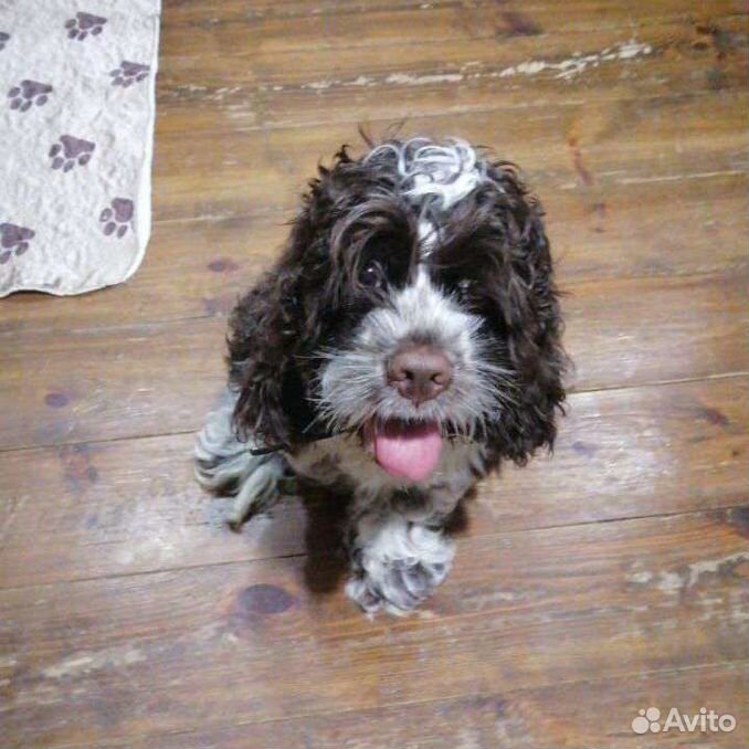 Найдена собака спаниель