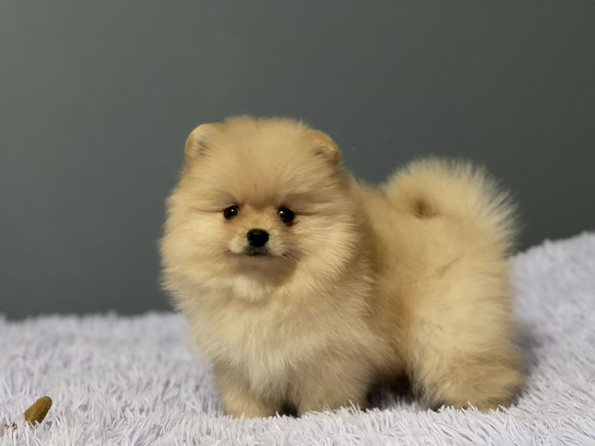 Щенки шпица