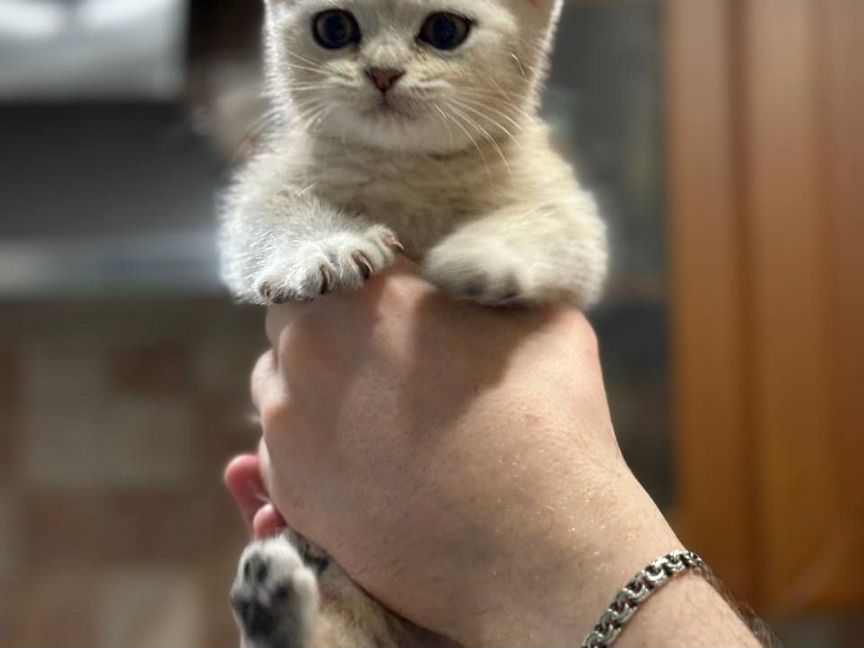 Шотландский котёнок
