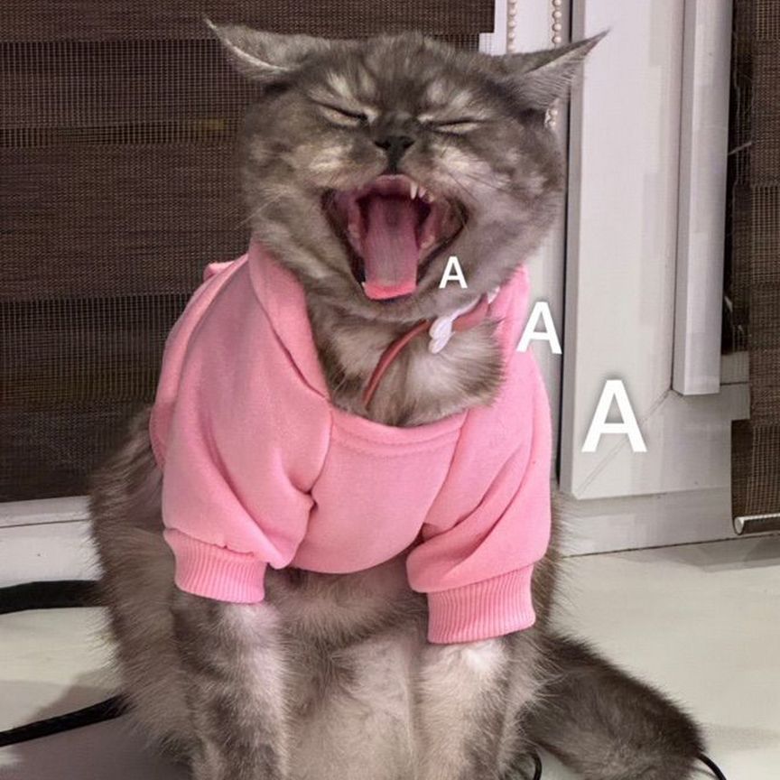 Британская кошка бесплатно