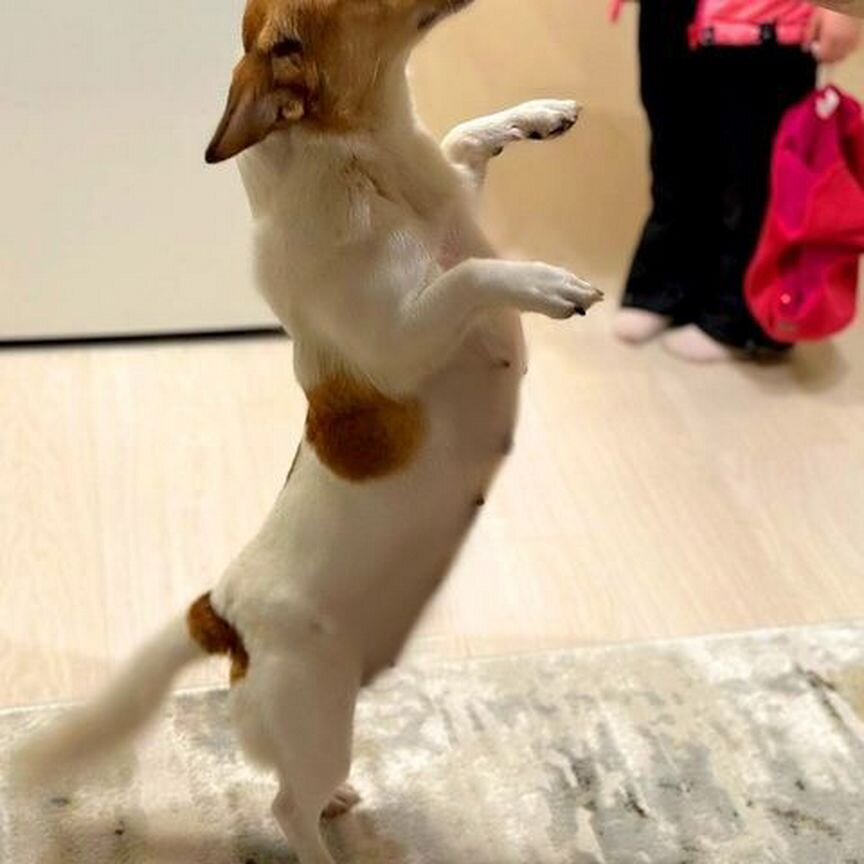 Марта, выгул5 