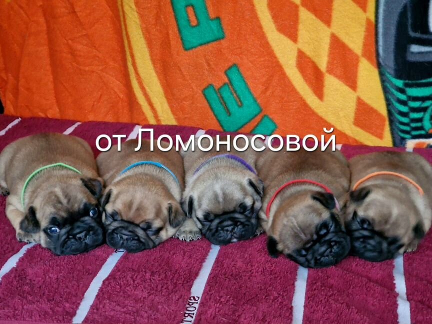 Щенки французского бульдога от Чемпионов