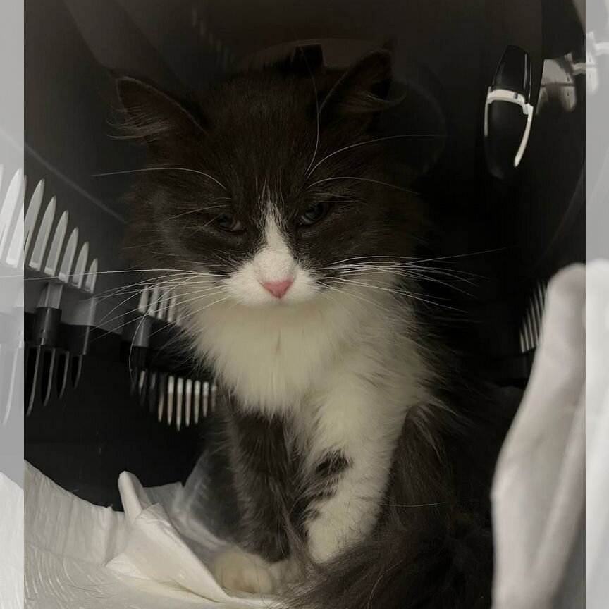 Взрослая кошка в добрые руки