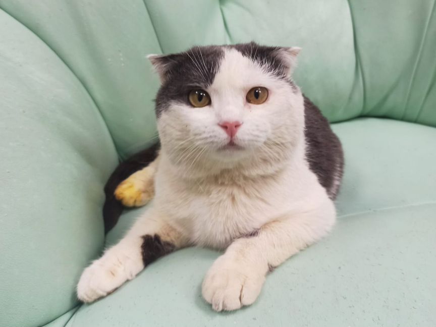 Кошка