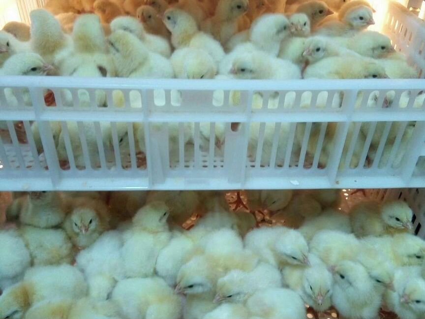 Инкубационное яйцо