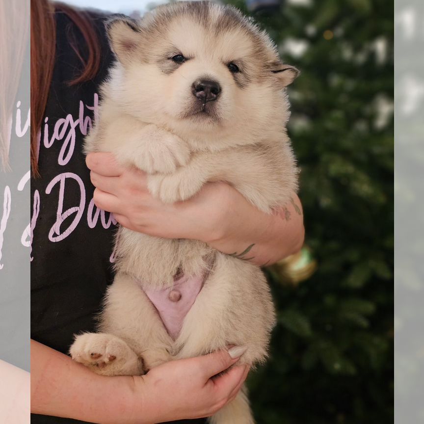 Аляскинский маламут, щенок