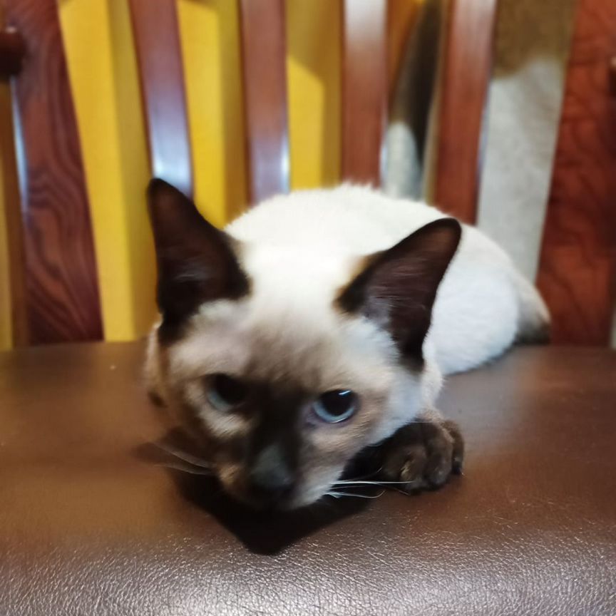 Котёнок-мальчик в добрые руки