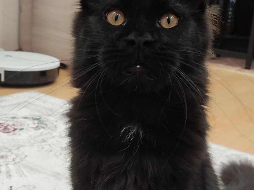 Котята мейн-кун