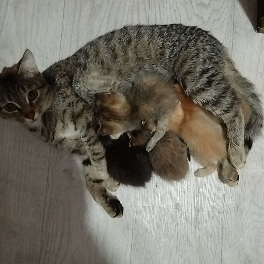 Котёнок в добрые руки