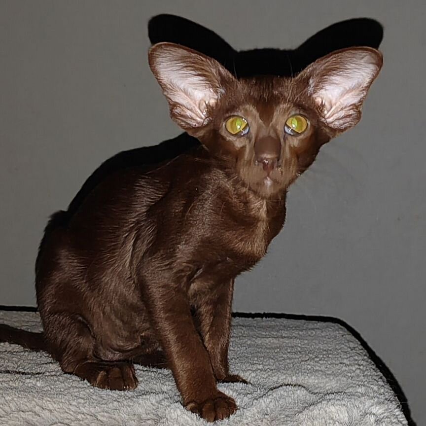Ориентальный котёнок
