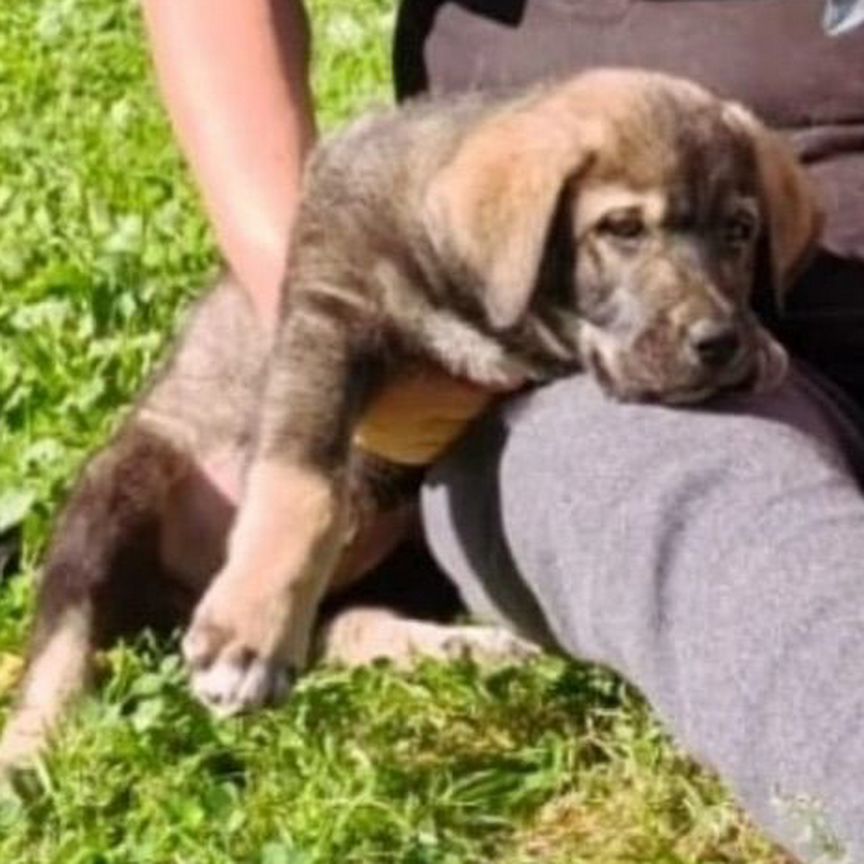 Милый щенок в добрые руки