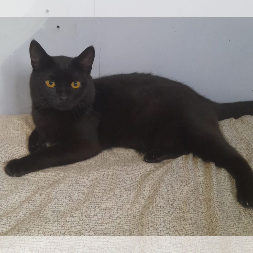 Отдам в добрые руки