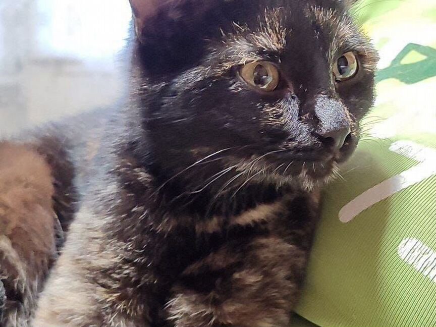 Кошечка ищет друзей