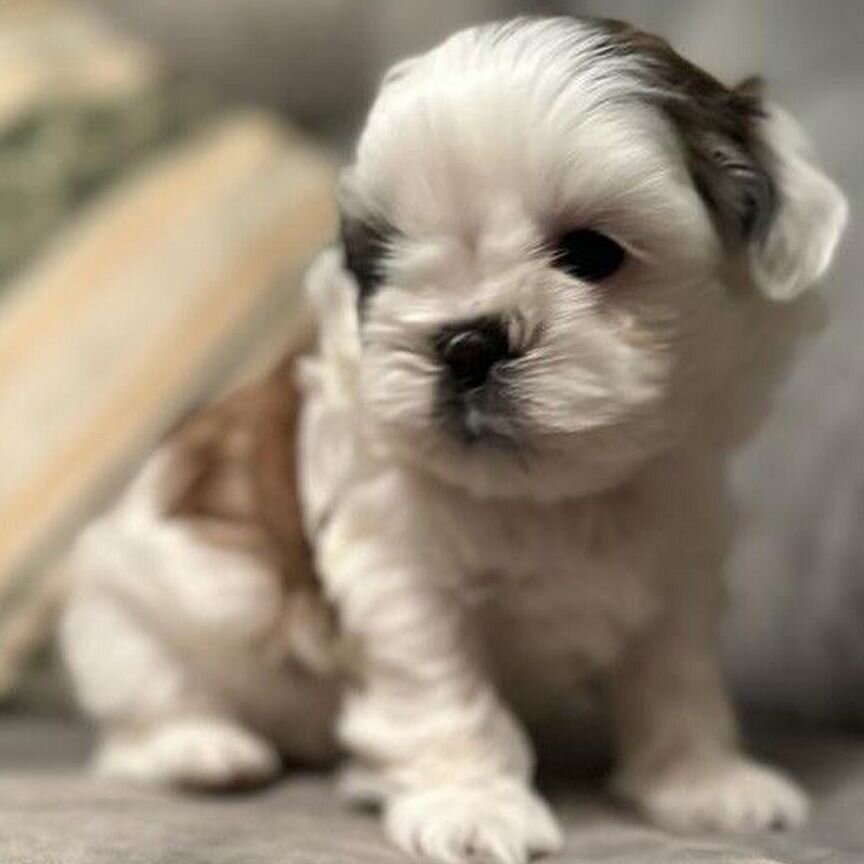 Кукольные дети Ши-тцу