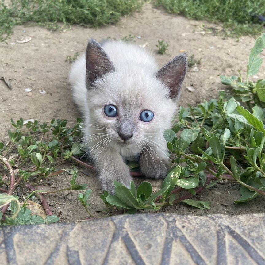 Котята от кошки крысоловки заберите пожалуйста