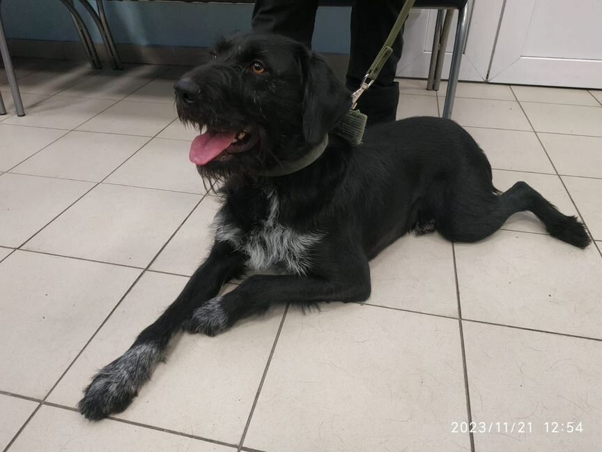 Доатхаар скучает по дому