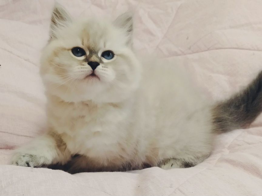 Очаровательная невская маскарадная девочка