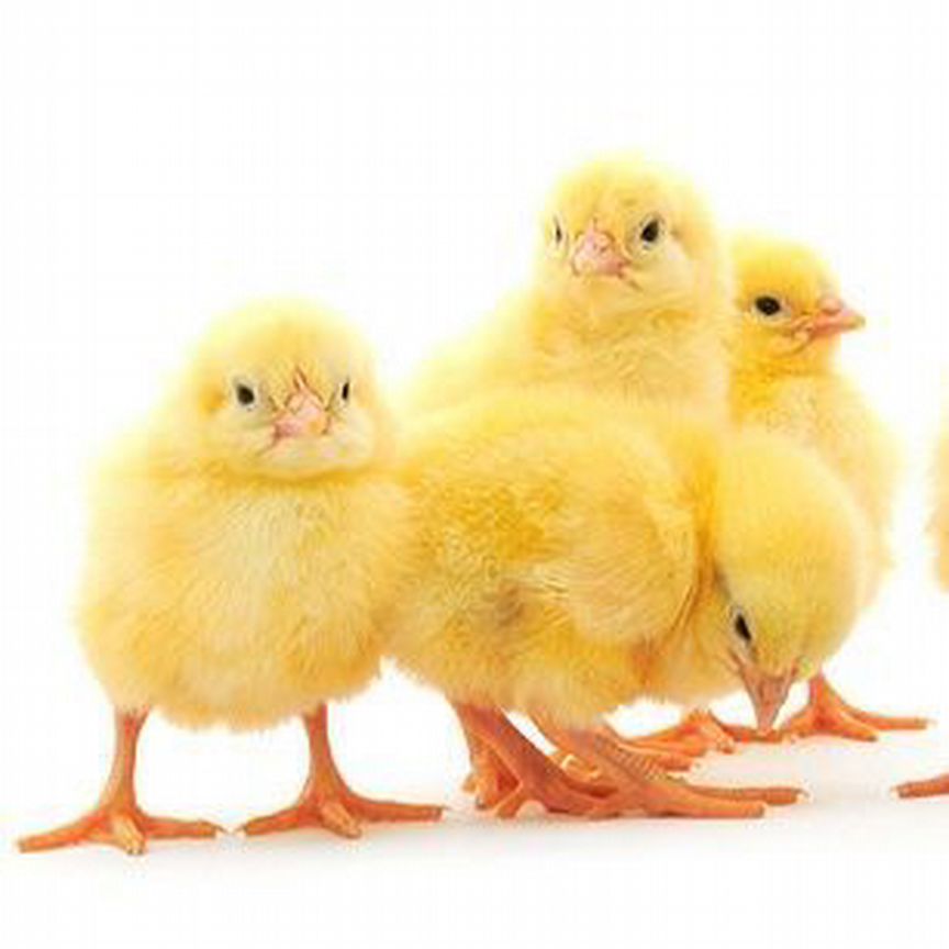 Суточный бройлер Кобб500, Чехия